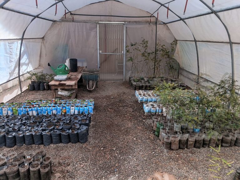 Avances con la producción de especies nativas: Vivero «El Cacuy» del ...